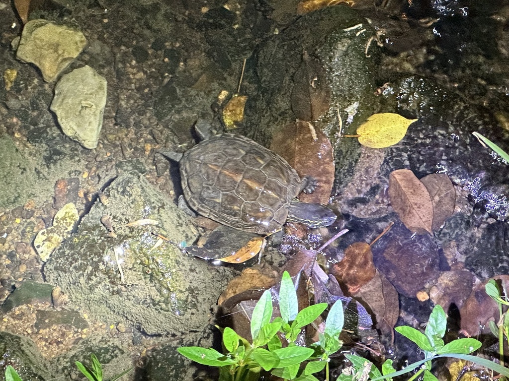 Chinese Pond Turtle in August 2024 by Miles 小智 · iNaturalist