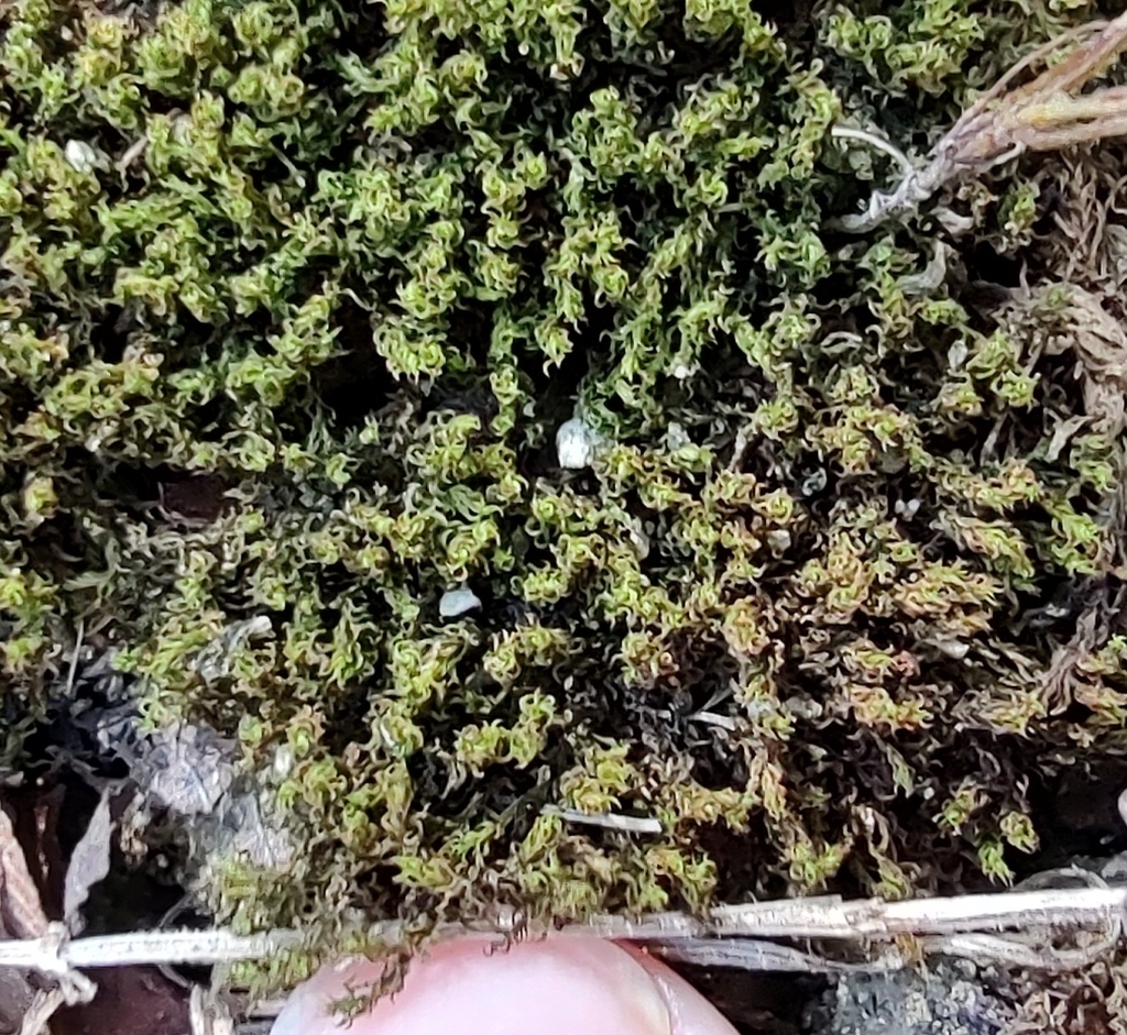 Twisted Moss from Sadler, TX 76264, USA on September 7, 2024 at 10:44 ...