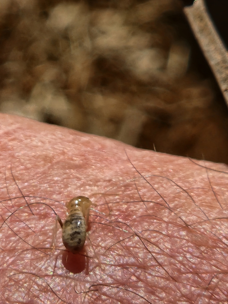 Harvester Termites from Rietvlei 101-Ir, Johannesburg South, 2053 ...