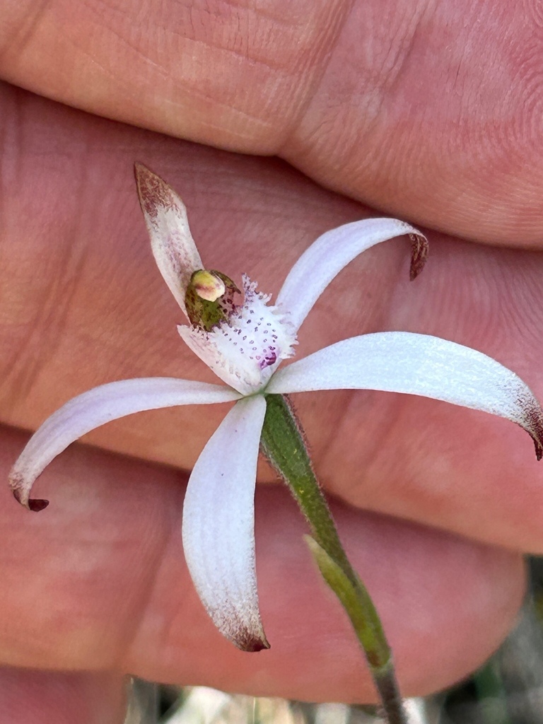 Pink candy orchid from Karlgarin Nature Reserve, Karlgarin, WA, AU on ...