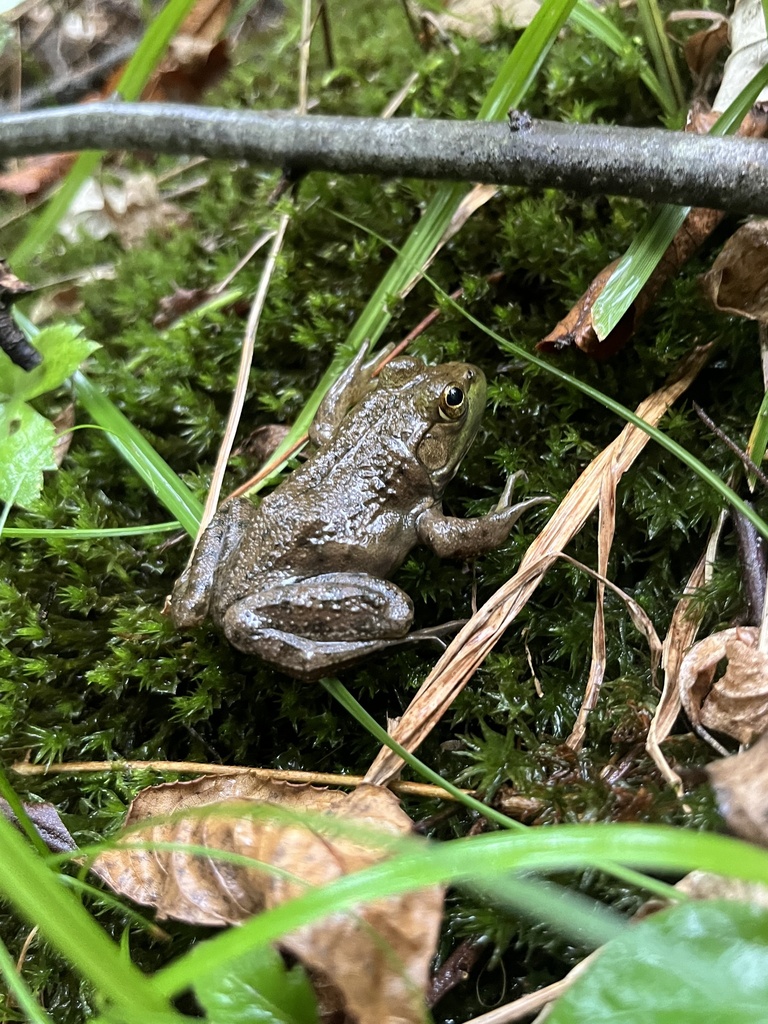 American Bullfrog from Bucks County, US-PA, US on September 07, 2024 at ...