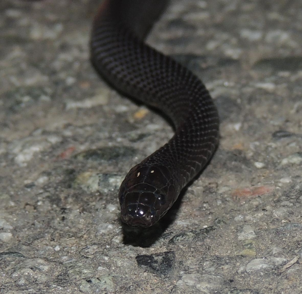 Peters' Odd-scaled Snake from 四川省成都市都江堰市青城后山 on September 8, 2024 at 02 ...