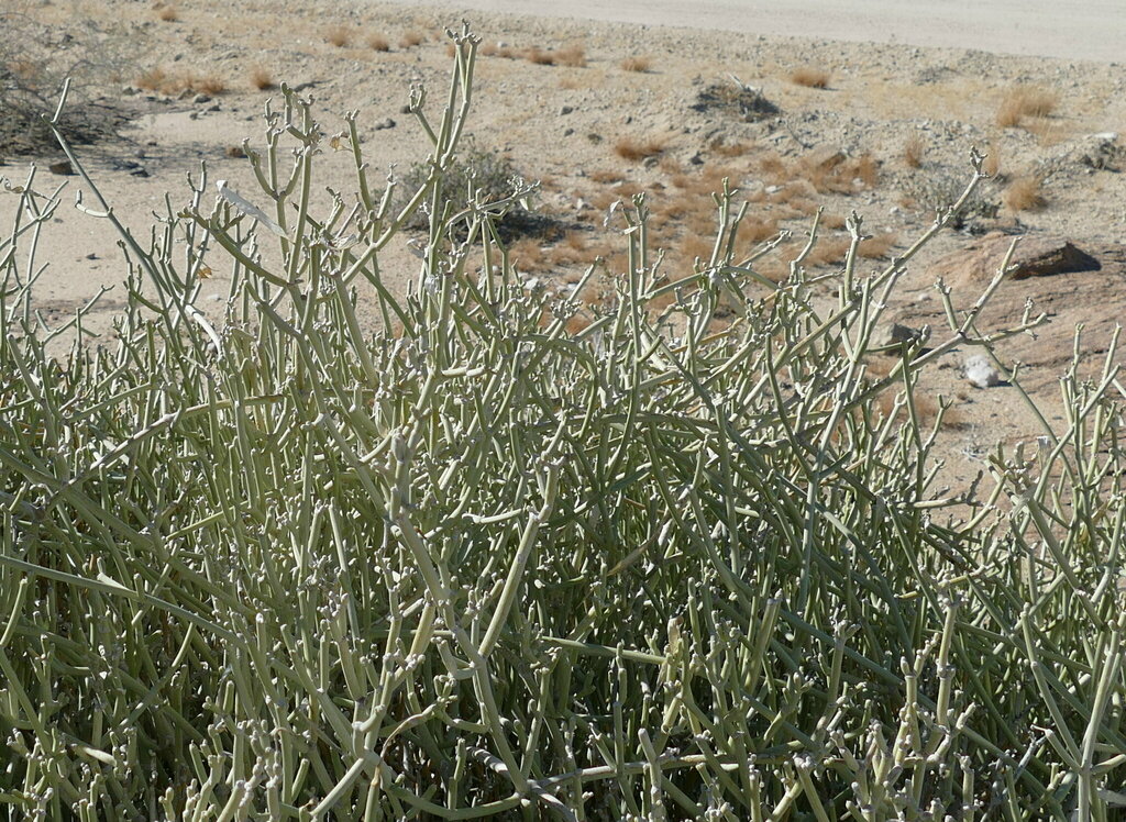 Caustic Vine from C28 Erongo, Namibia on June 3, 2021 at 10:43 AM by ...