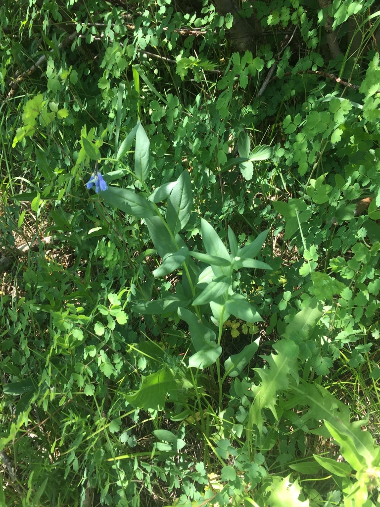 mountain bluebells from Gunnison County, CO, USA on July 15, 2016 at 01 ...