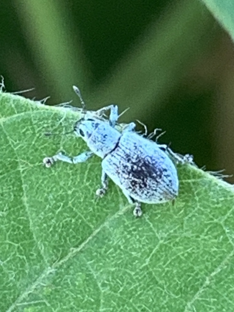 Eugnathus distinctus from SHURIJO CASTLE PARK, Naha, Okinawa, JP on ...