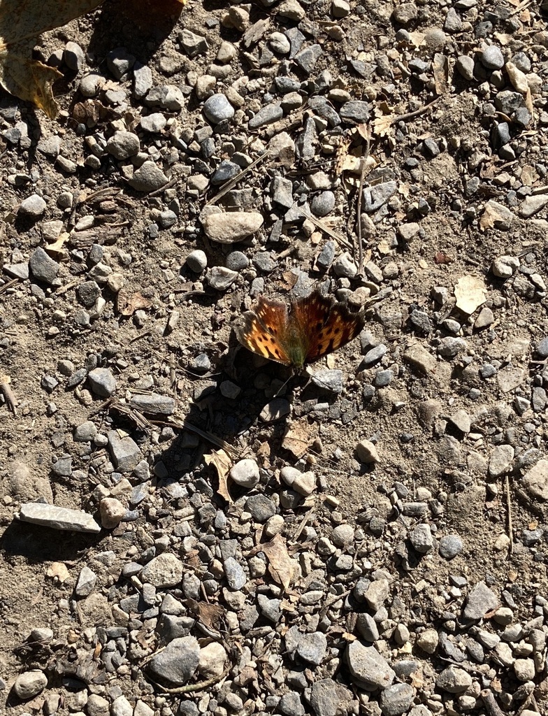 Green Comma from Rocky View, AB, Canada on September 7, 2024 at 10:53 ...