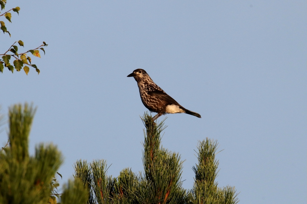 Northern Nutcracker from Респ. Алтай, Россия, 649432 on August 16, 2024 ...