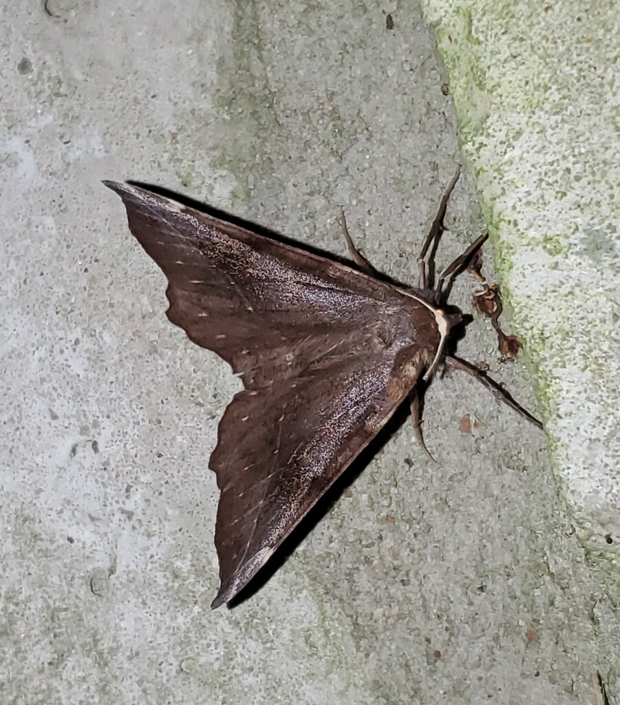 Curved-toothed Geometer Moth from Walker County, TX, USA on September 3 ...