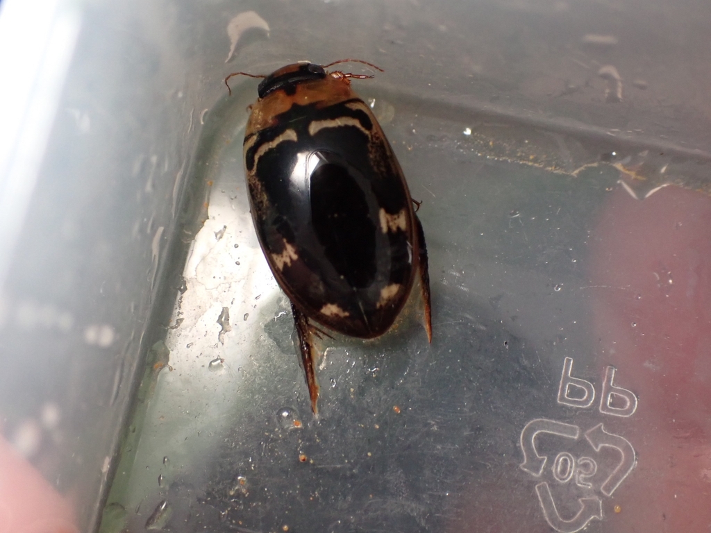 Hydaticus pacificus in September 2024 by emmatrs · iNaturalist