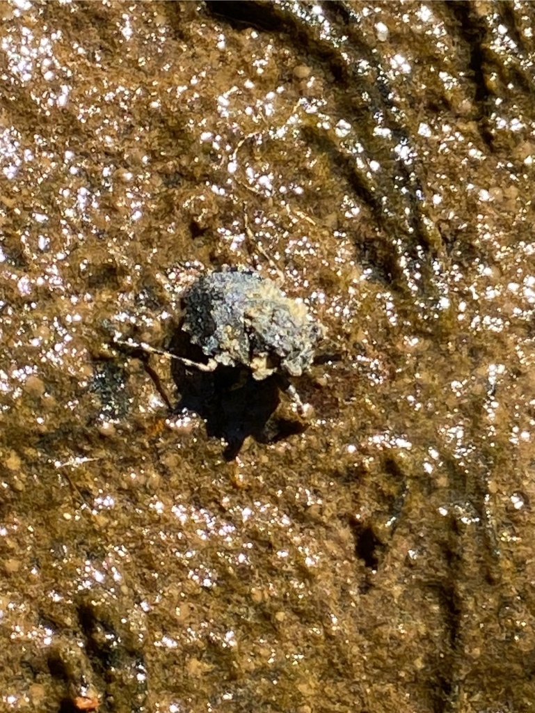 Big-eyed Toad Bug from Rawlings, VA, US on September 8, 2024 at 10:30 ...
