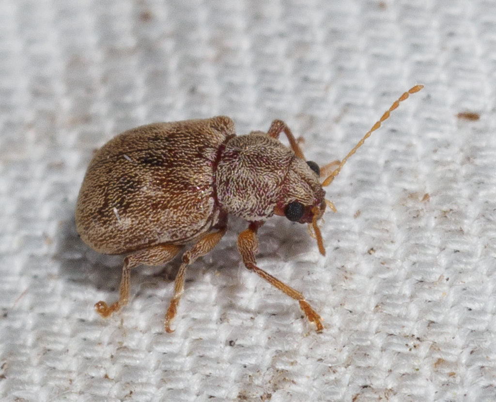 Cucujiform Beetles from Caroline County, MD, USA on September 6, 2024 ...