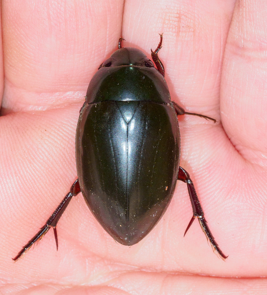 Hydrophilus ovatus from Caroline County, MD, USA on September 6, 2024 ...