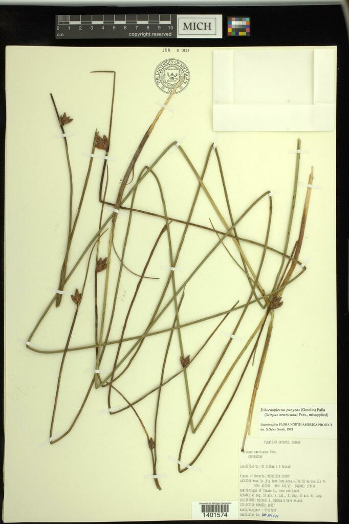 three-square bulrush from Canada, Ontario, MIDDLESEX County, Big Bend ...