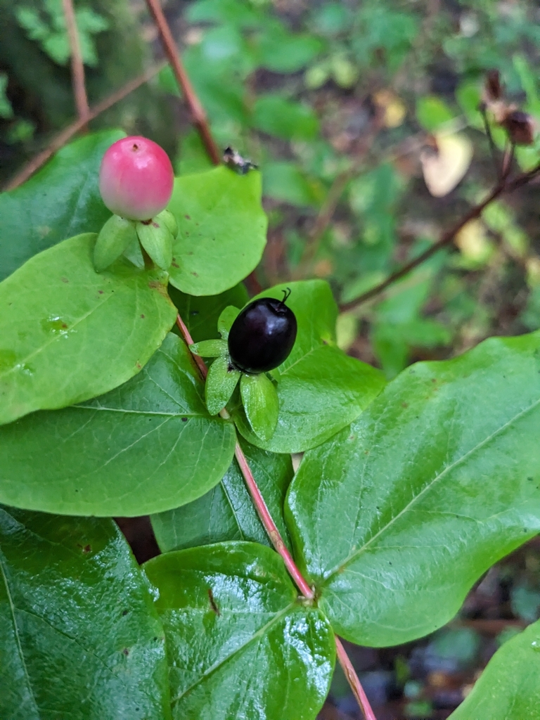 Tutsan from Colinton, UK on September 8, 2024 at 03:58 PM by Adam Hasik ...