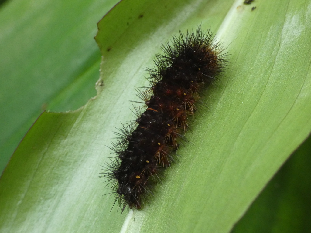 Hypercompe caudata from Xilitla, San Luis Potosi, Mexico on August 30 ...