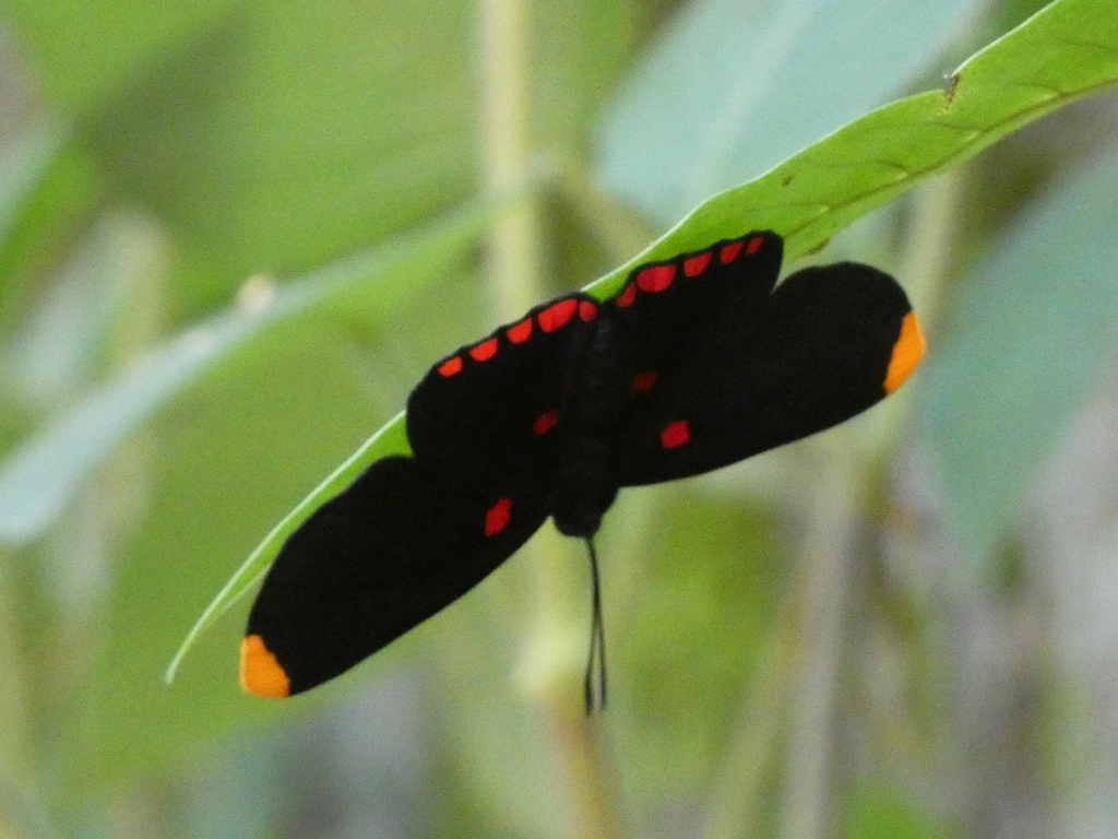 Red-bordered Pixie from Xilitla, San Luis Potosi, Mexico on August 30 ...