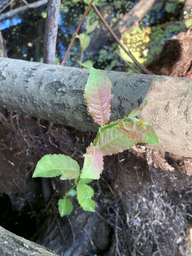 Rusty Willow from Highland Park, New York, NY, US on September 8, 2024 ...