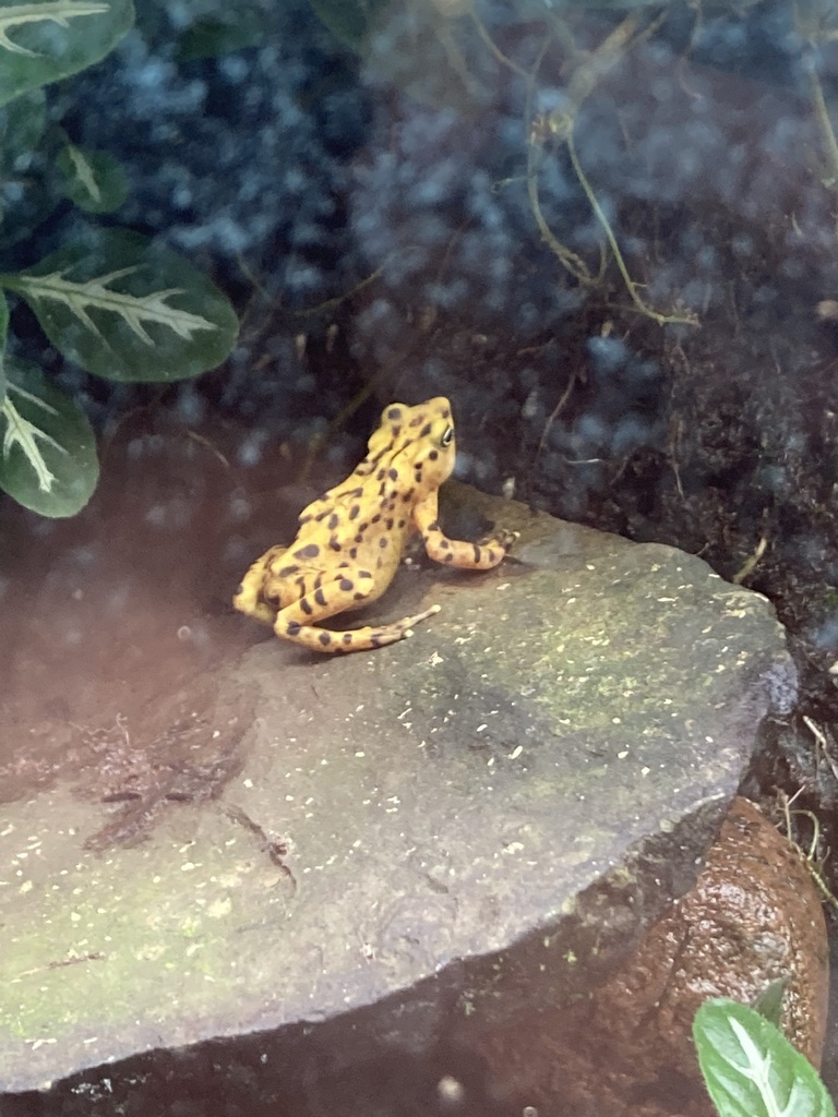 Panamanian Golden Frog in August 2024 by Matthew Inabinett. National ...