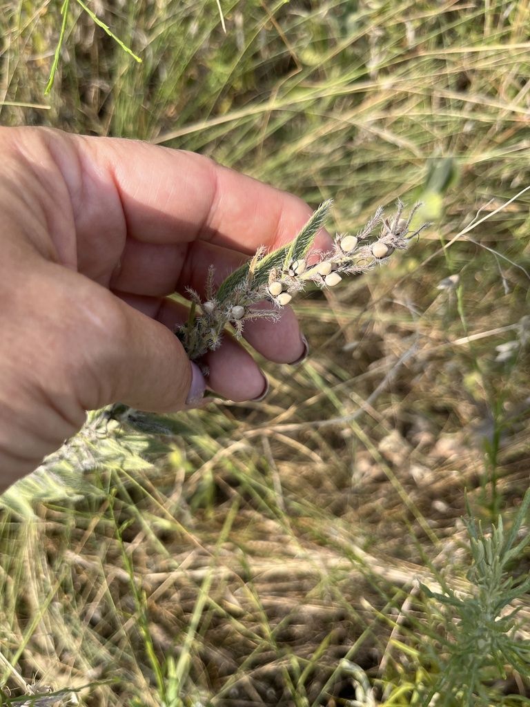 Soft-hair Marbleseed from Prosper, TX, US on August 10, 2024 at 10:30 ...