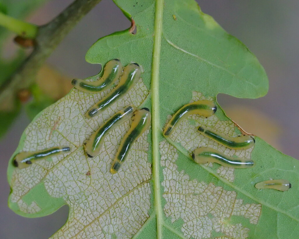 Oak Slug Sawfly from Dudley, UK on September 6, 2024 at 05:52 PM by ...