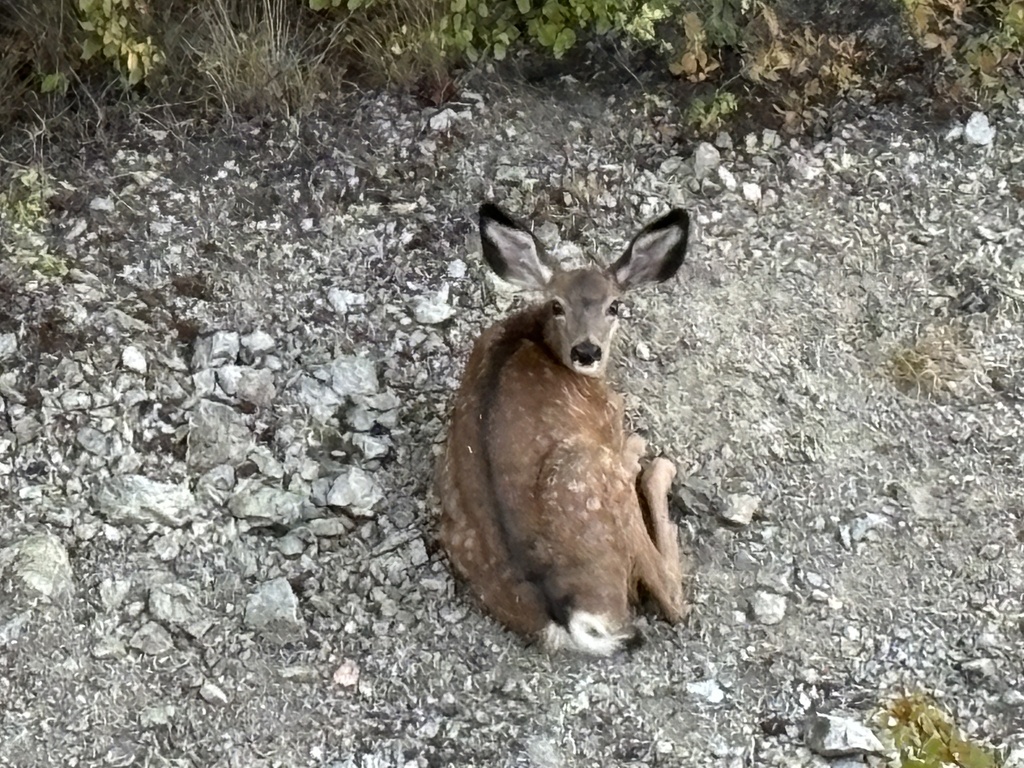 Mule Deer from Longspoon Crt, Vernon, BC, CA on September 06, 2024 at ...