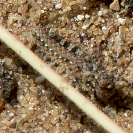 Mottled Sand Grasshopper from Starke County, IN, USA on June 23, 2019 ...