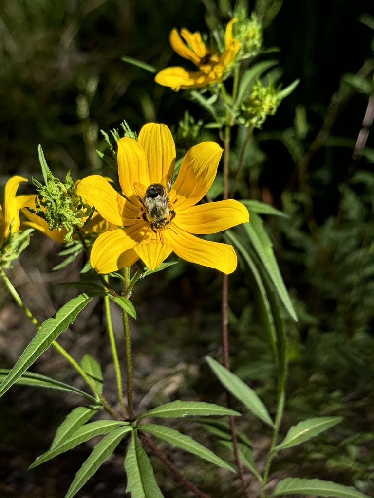 Common Eastern Bumble Bee from Beaver Cir, Lewes, DE, US on September 8 ...