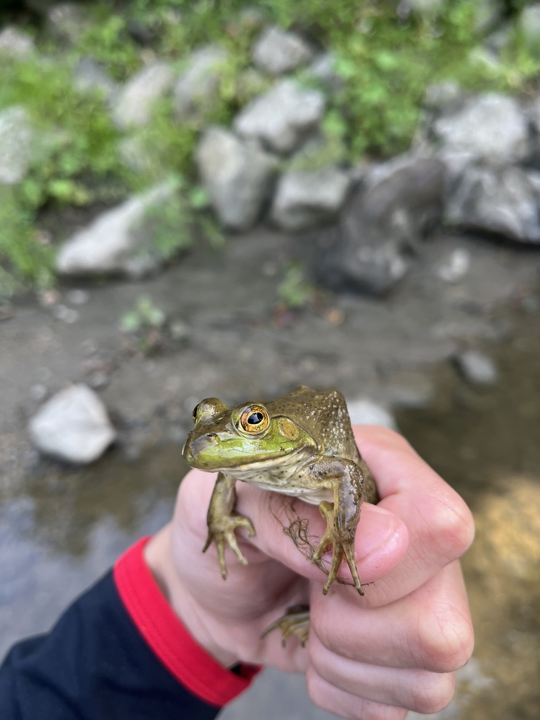 American Bullfrog from SR-762, Lockbourne, OH, US on September 08, 2024 ...