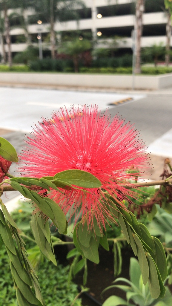 scarlet powder-puff from Provincia de Panamá, , Provincia de Panamá, PA ...