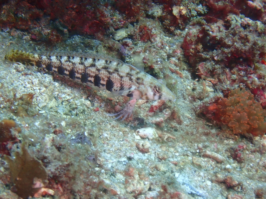 Sharpnose Sandperch from Bitung, Sulawesi du Nord, Indonésie on ...