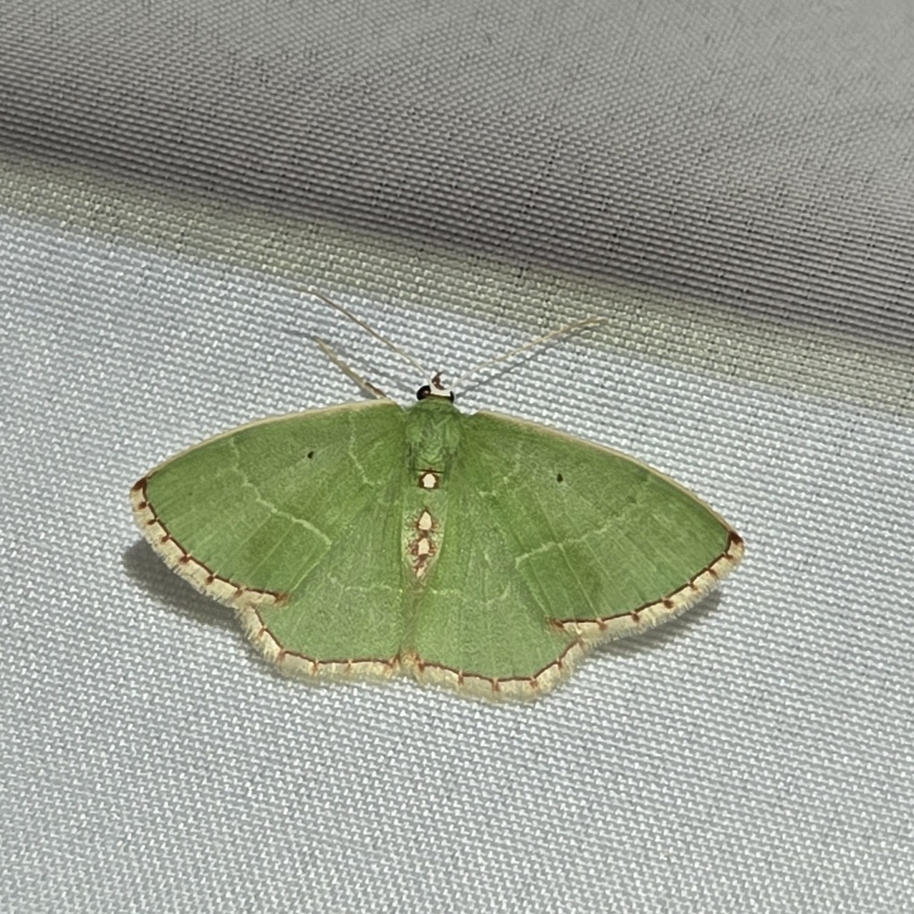 Red-bordered Emerald from Delaware, Pennsylvania, United States on ...
