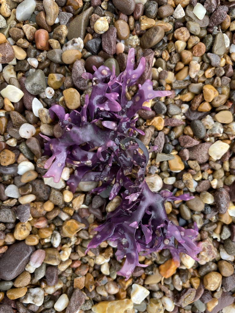 Irish Moss from Bristol Channel, Somerset, England, GB on September 8 ...
