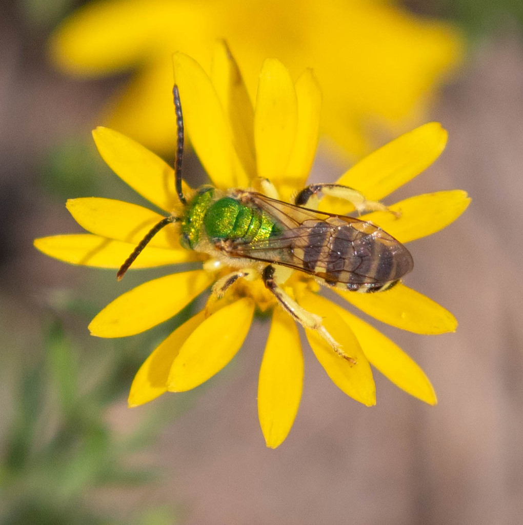Texas Striped Sweat Bee from Cochise County, AZ, USA on September 1 ...