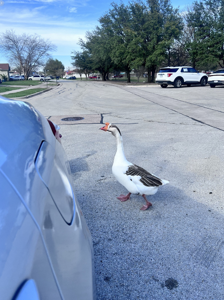 Domestic Swan Goose from River Legacy Park, Fort Worth, TX, US on ...