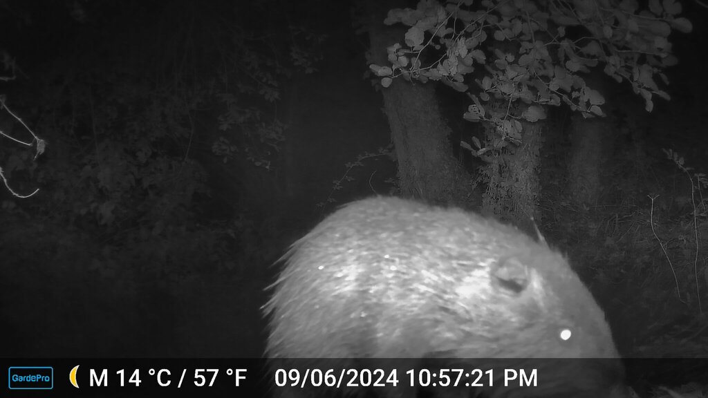 Coypu from 50680 Moon-sur-Elle, France on September 06, 2024 at 10:57 ...