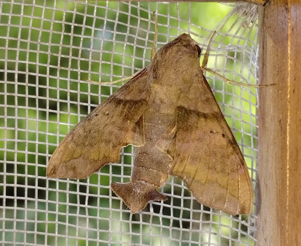 Half-blind Sphinx from Tila, 29935 Frontera Corozal, Chis., México on ...