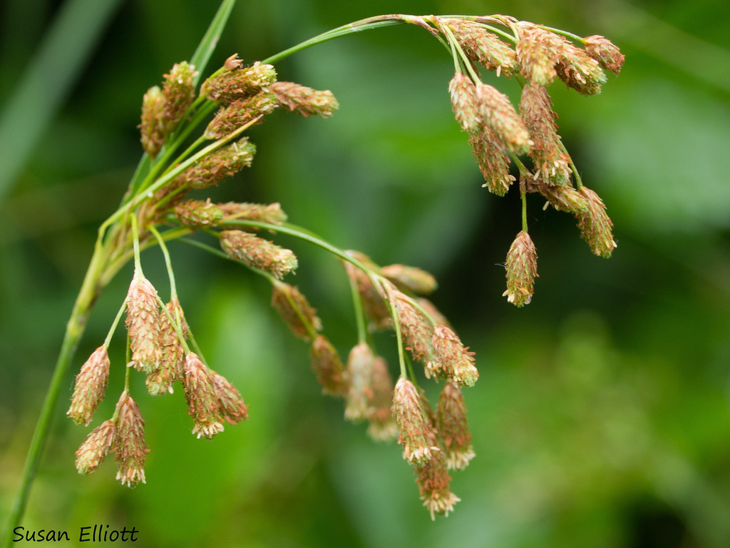 stalked bulrush (Scirpus pedicellatus) (Grasses and Sedges of Mille ...
