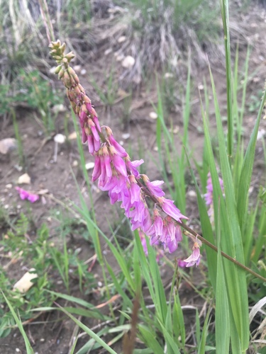 Observaciones de iris_george · iNaturalist Mexico