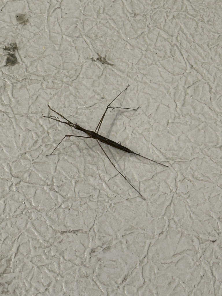 Ranatra from Edgington Run Bay, Scio, OH, US on August 27, 2024 at 11: ...