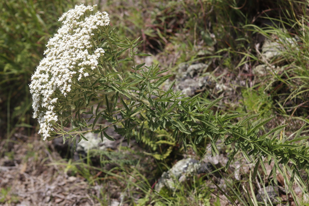 Sawtooth Candyleaf from Cd. de México, México on August 17, 2024 at 12: ...