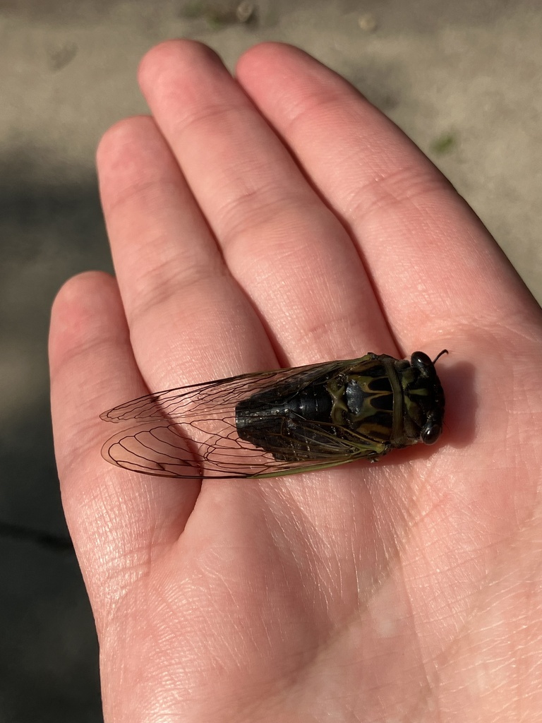 Northern Dog-day Cicada from W 37th St, Minneapolis, MN, US on ...