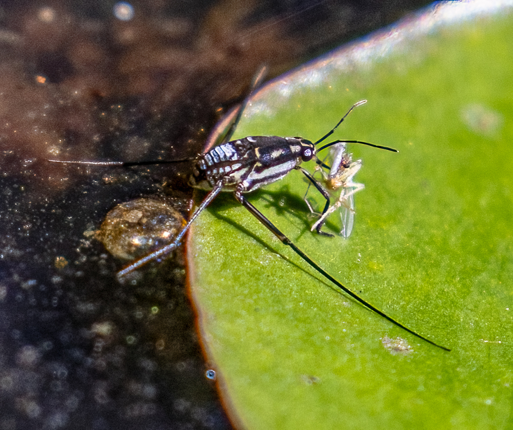Trepobates subnitidus from Culpeper County, VA, USA on September 8 ...