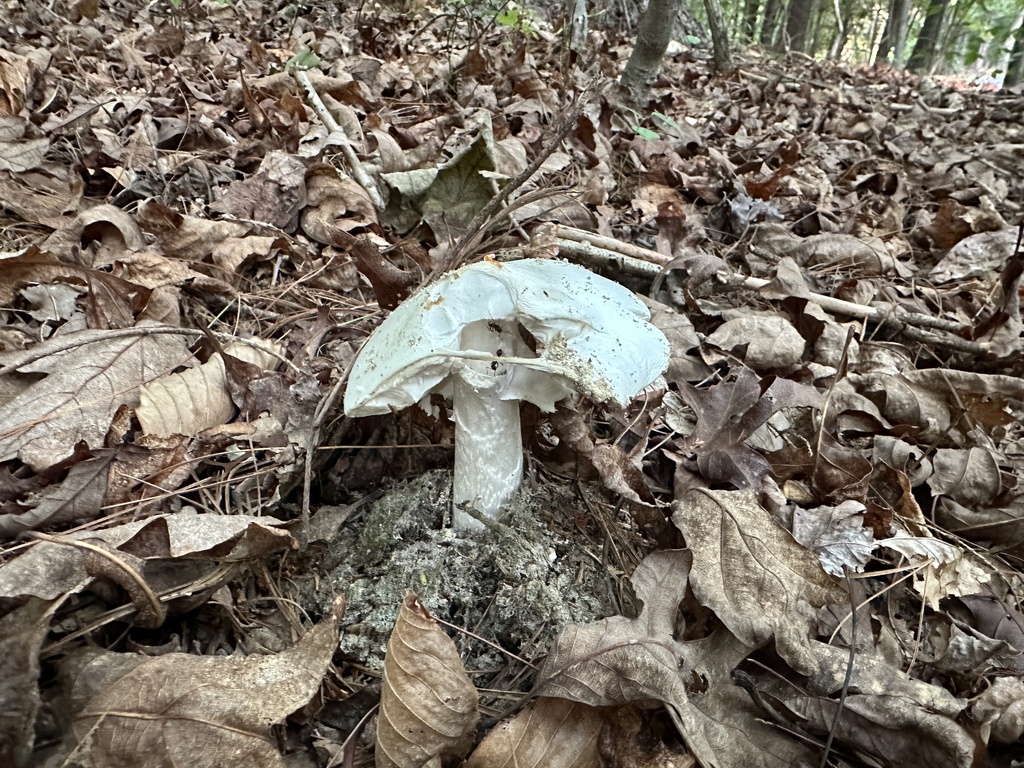 Amanita Sect. Phalloideae from George Washington & Jefferson National ...