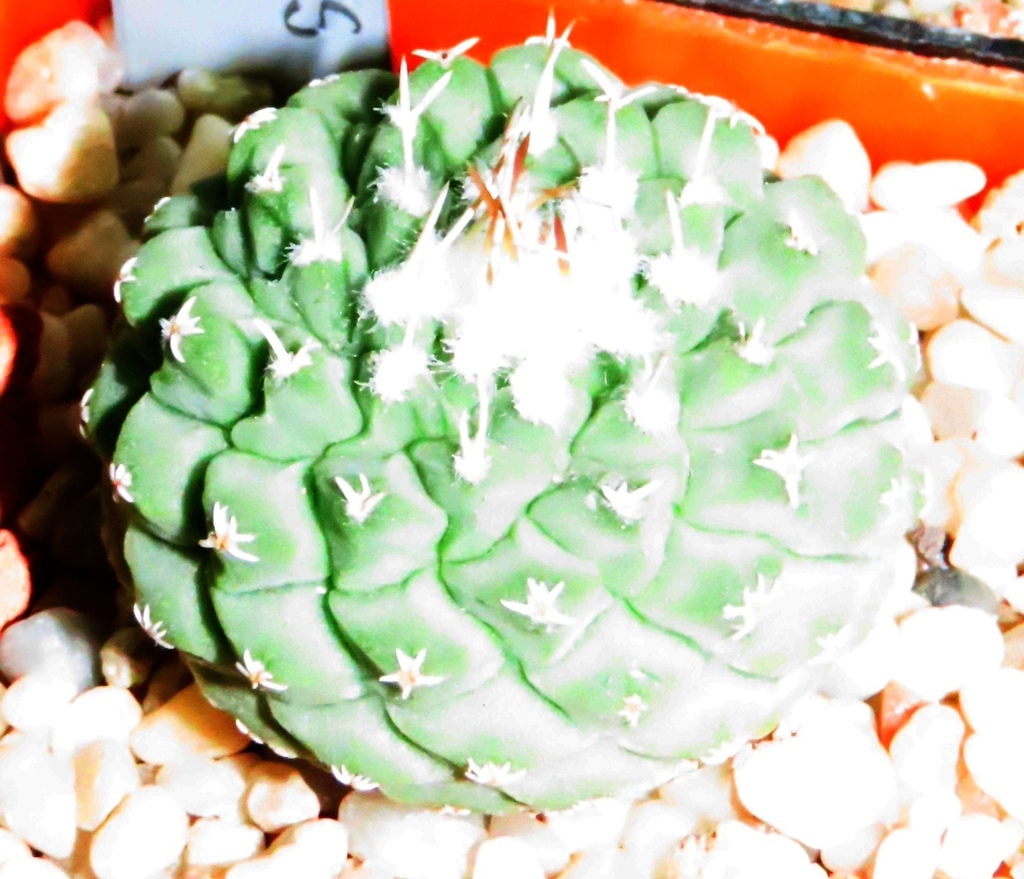 Biznaga trompo en septiembre 2024 por Oleksandr Shynder · iNaturalist ...