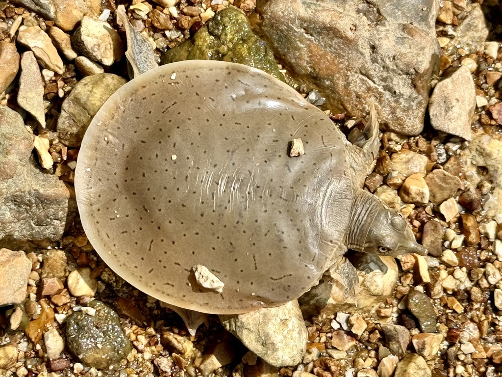 Smooth Softshell in September 2024 by agaedigk · iNaturalist