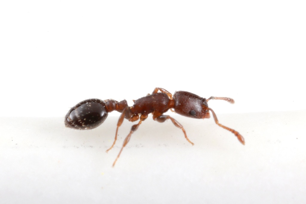 Schaum's Acorn Ant (Ants of Virginia) · iNaturalist
