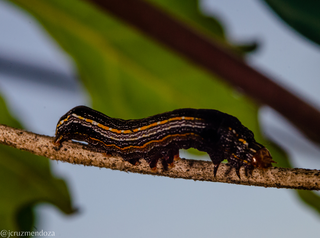 Armyworm Moths from Mérida, Yuc., México on August 2, 2024 at 02:49 PM ...
