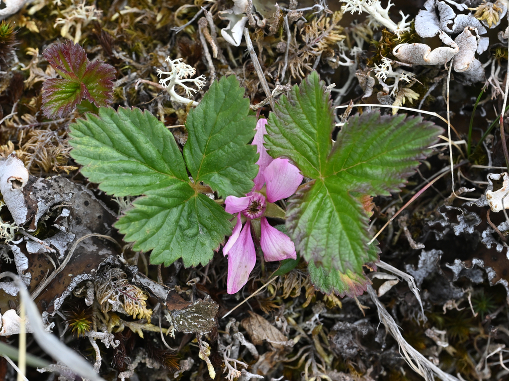 Arctic raspberry from Stikine Region, BC, Canada on July 12, 2024 at 01 ...