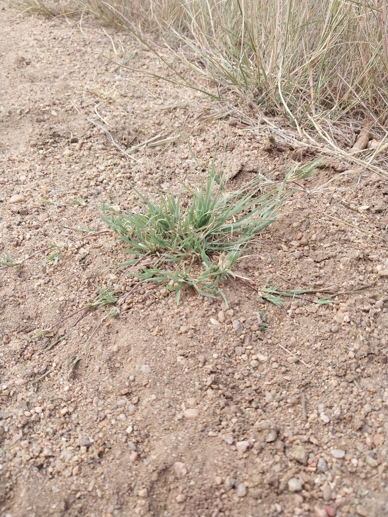 buffalograss from Loveland, CO 80538, USA on September 8, 2024 at 02:58 ...