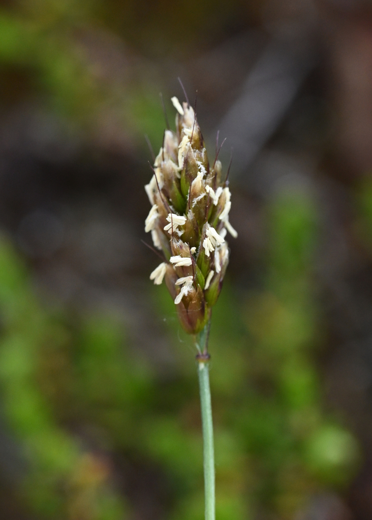 Alpine Sweetgrass from Stikine Region, BC, Canada on July 12, 2024 at ...